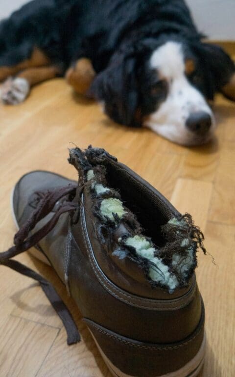 Curbing Destructive Chewing: Protect Your Belongings and Your Dog | Dog ...