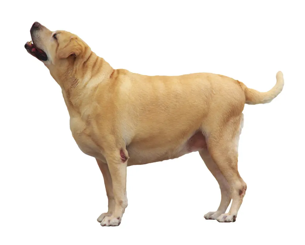 Lean Dogs Live Longer: Unraveling the Hidden Dangers of Canine Obesity ...