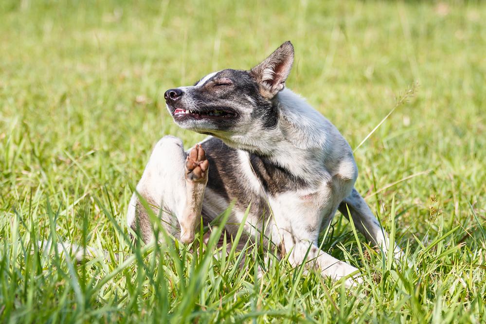 Comprehensive Guide to Understanding and Managing Dog Allergies | Dog ...