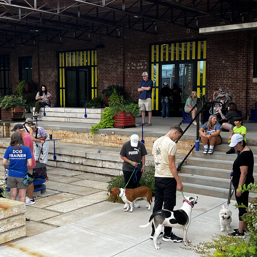 Why Dogs Pull: Root Causes & Solutions | Dog Owner's Academy