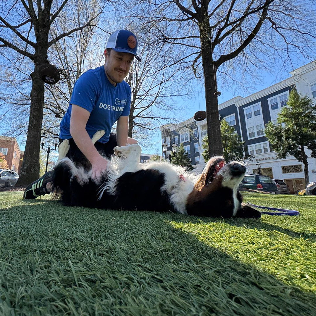 Polite Dog Greetings: Stop Jumping Now | Dog Owners Academy