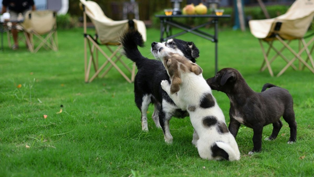 The Role of Play in Dog Development and Behavior | Dog Owner's Academy